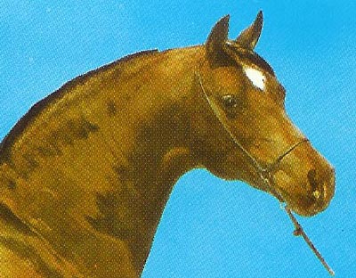 Photo: WITEZAR 1955-1973 bay stallion (*Witez II x Gezana, by Gezan ...