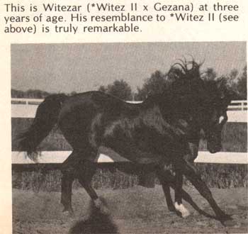 Photo: WITEZAR (*Witez II x Gezana) 1955 bay stallion | Arabian Horse ...