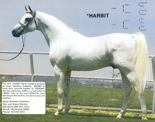 Photo: HARBIT #60571 (Negatiw x Harfa, by Omar II) 1964 grey stallion ...