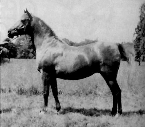 Photo: RAZINA (Rasim x Riyala, by Astraled) 1922 chestnut mare ...