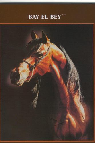 Photo: BAY EL BEY++ #54146 (Bay-Abi x *Naganka) 1969 bay stallion ...