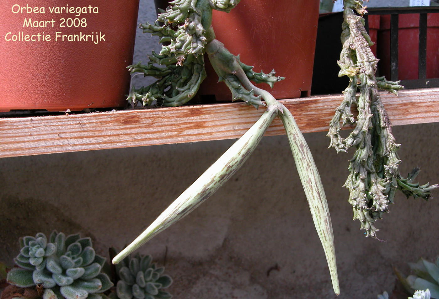 Photo: Orbea variegata (seedpod) | Orbea album | Nora Goosen | Fotki ...