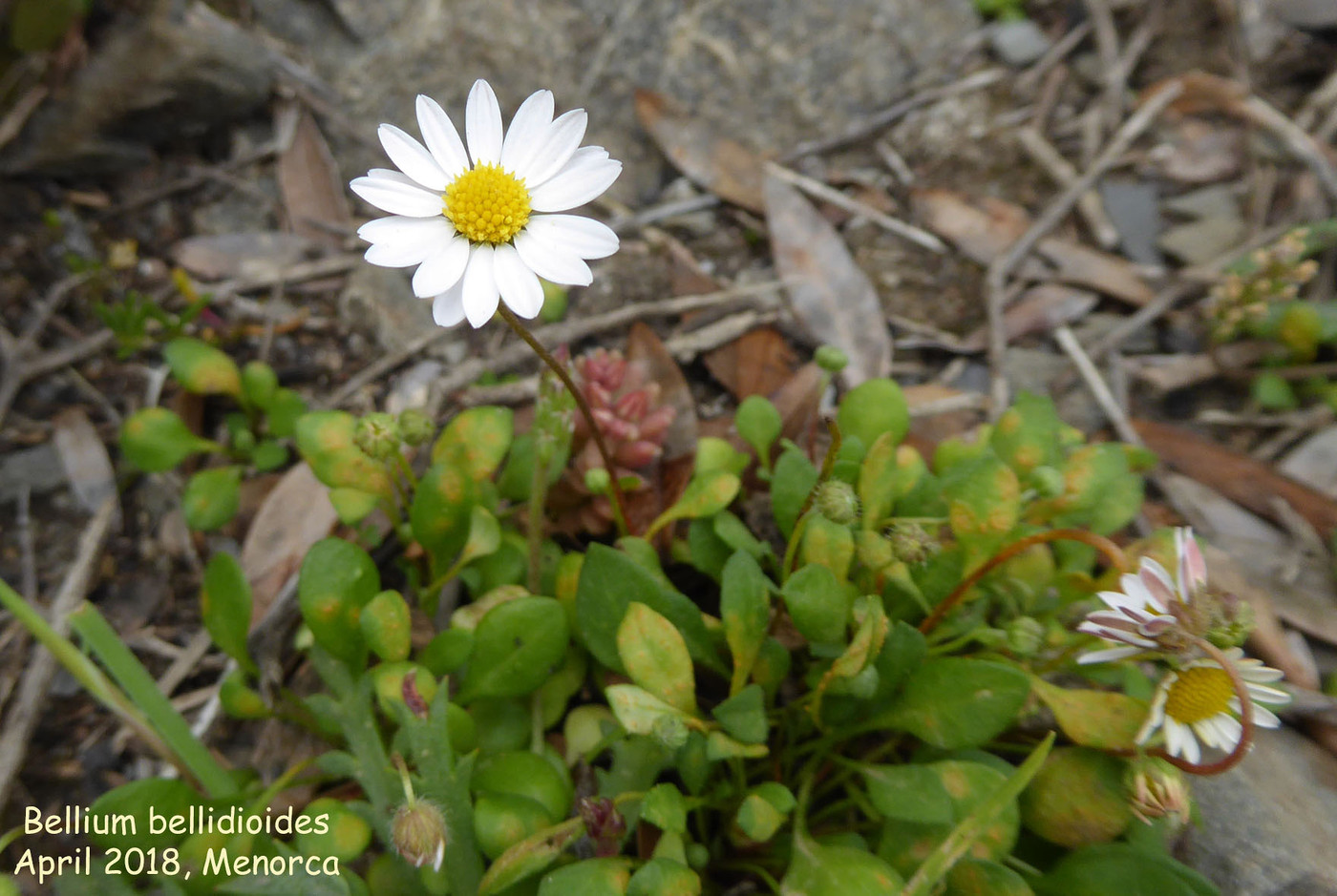 Photo: Bellium bellidioides | ZZ. Asteraceae (others) album | Nora ...
