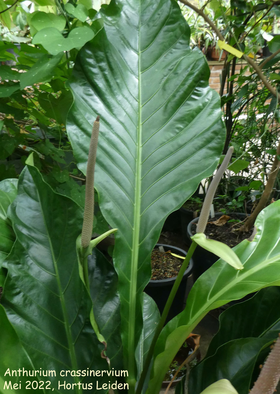 Photo: Anthurium crassinervium | Anthurium album | Nora Goosen | Fotki ...