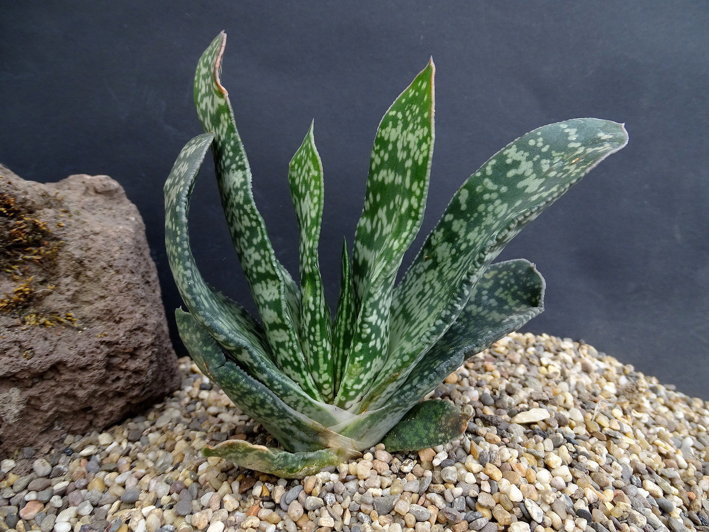 Photo: Gasteria disticha To. | Gasteria disticha album | Cok ...