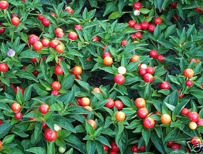 Photo: Marbles Pepper | Chili Pepper Plants album | TheNewcityFamily ...