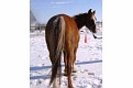 Arabian Album: Sabino Horses | Hypoint | Fotki.com, photo and video ...