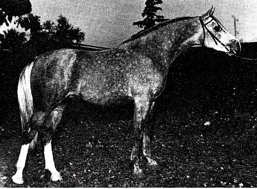 Photo: BA-HALIMA #67664 (*Ansata Ibn Halima++ x Bint Bahia, by Nataf ...