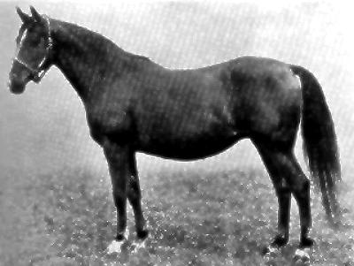 Photo: RAZINA (Rasim x Riyala, by Astraled) 1922 chestnut mare ...