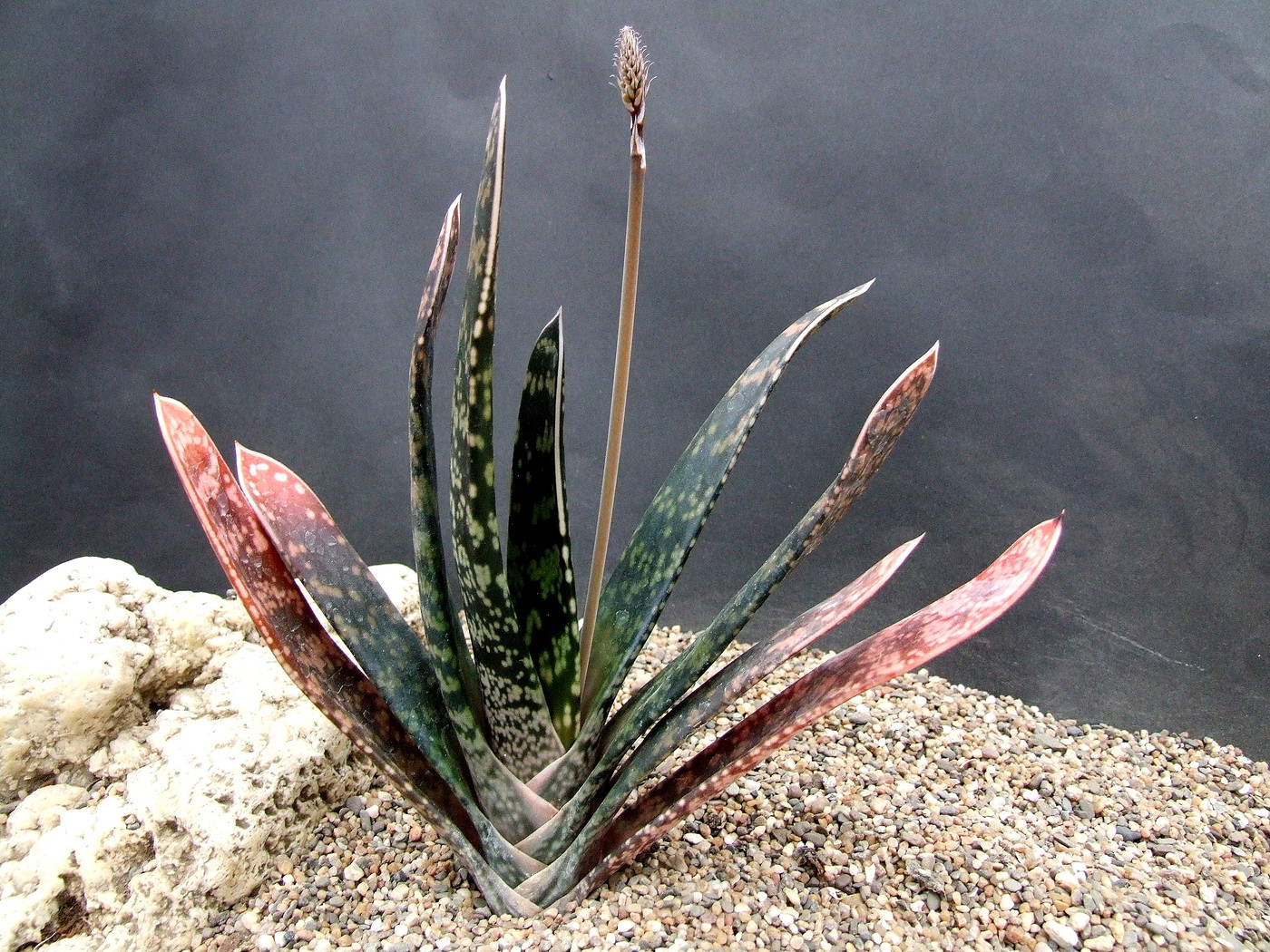 Photo: Gasteria bicolor as acinacifolia as v. venusta Between ...