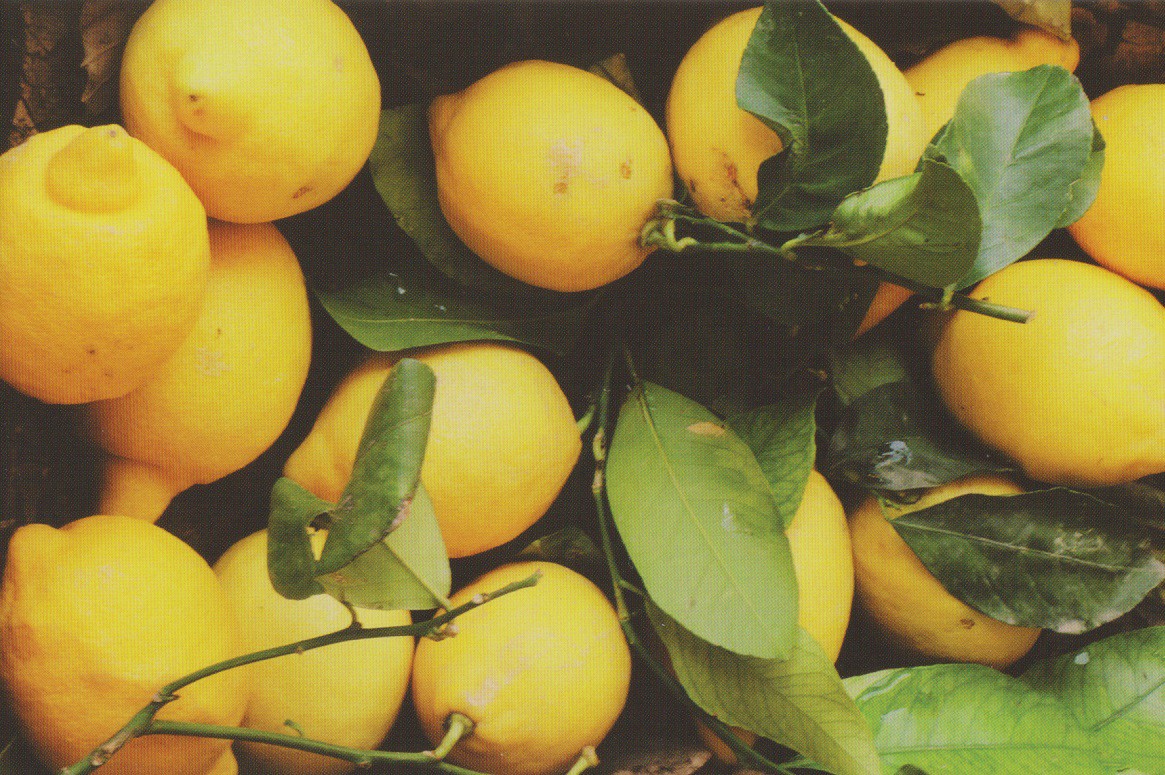 Photo: India - LEMON NFR | 497 NATIONAL SYMBOLS (NS) album | Inigocia ...