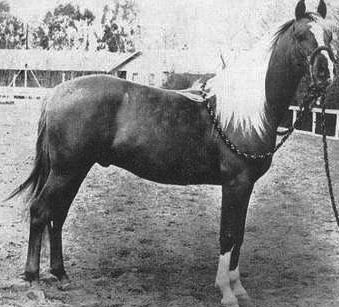 Photo: WITEZAN #8552 (*Witez II x Gezana, by Gezan) 1953 chestnut ...