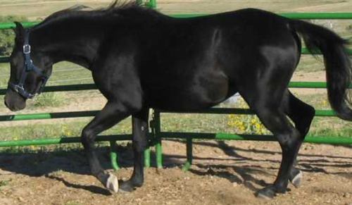 Photo: KUMARS NIGHT LEGACY #595338 (LL Ib Kumar x WT Kadena Fayfadl, by ...