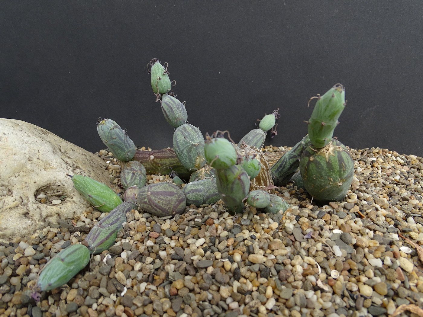 Photo: Kleinia fulgens | Kleinia - Senecio. album | Cok Grootscholten ...